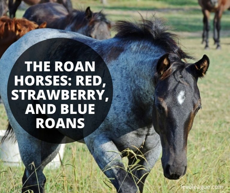 The Roan Horses: Red, Strawberry, and Blue Roans | Levo League The Roan Horses: Red, Strawberry, and Blue Roans | Levo League