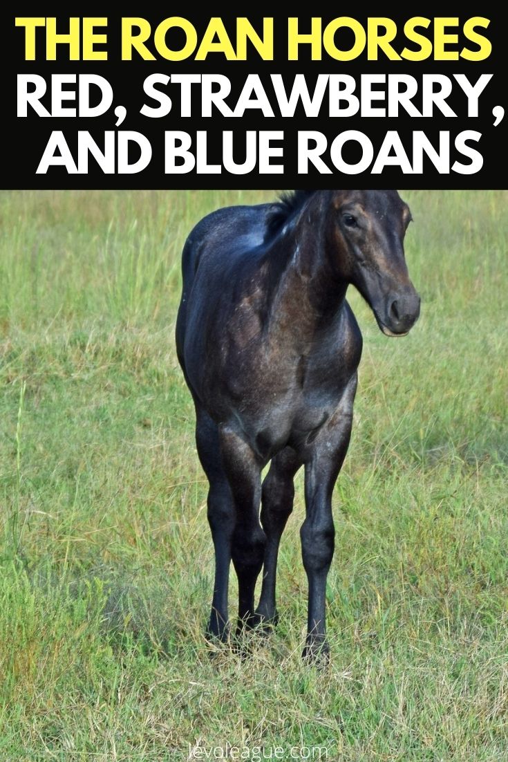 The Roan Horses: Red, Strawberry, and Blue Roans | Levo League The Roan Horses: Red, Strawberry, and Blue Roans | Levo League